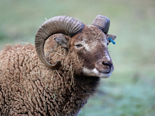 Animals in Devon