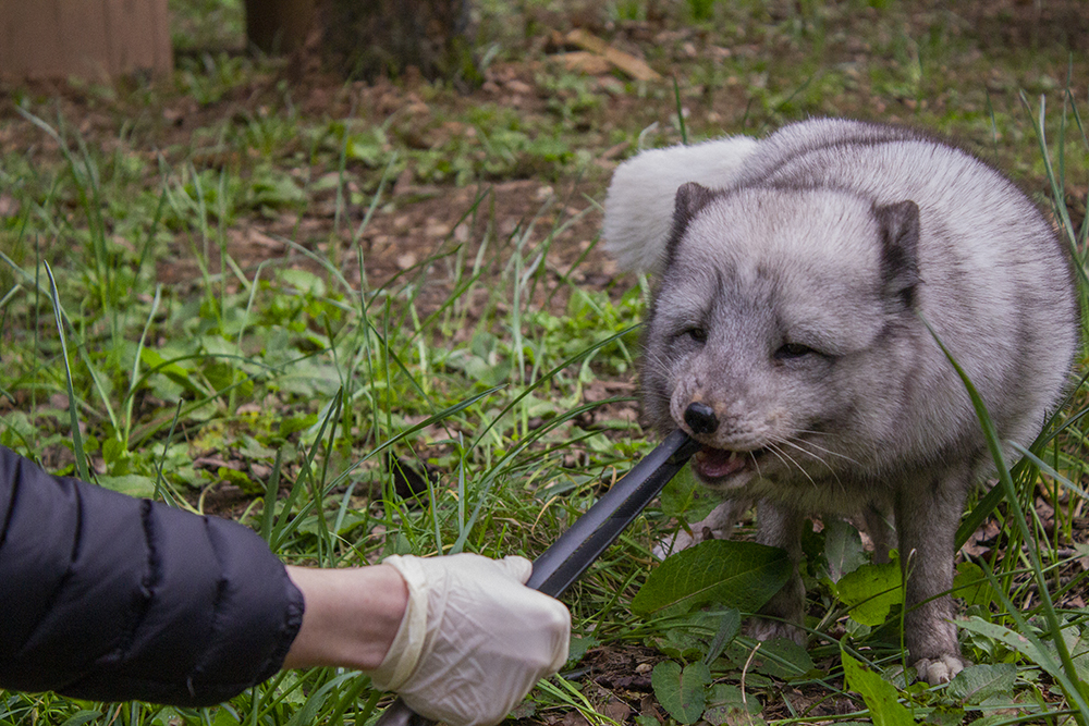Arctic Fox Feeding Encounter