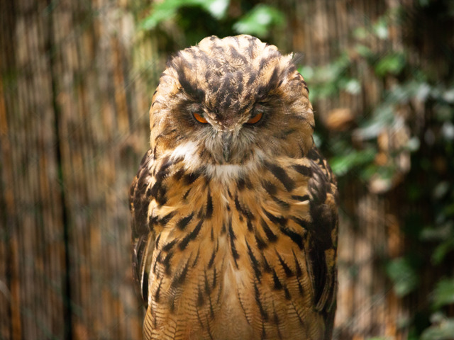 Animals in Devon
