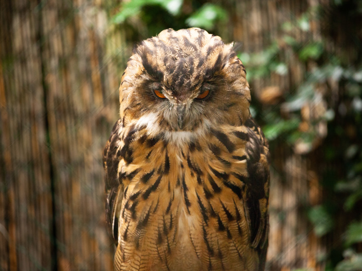 Animals in Devon