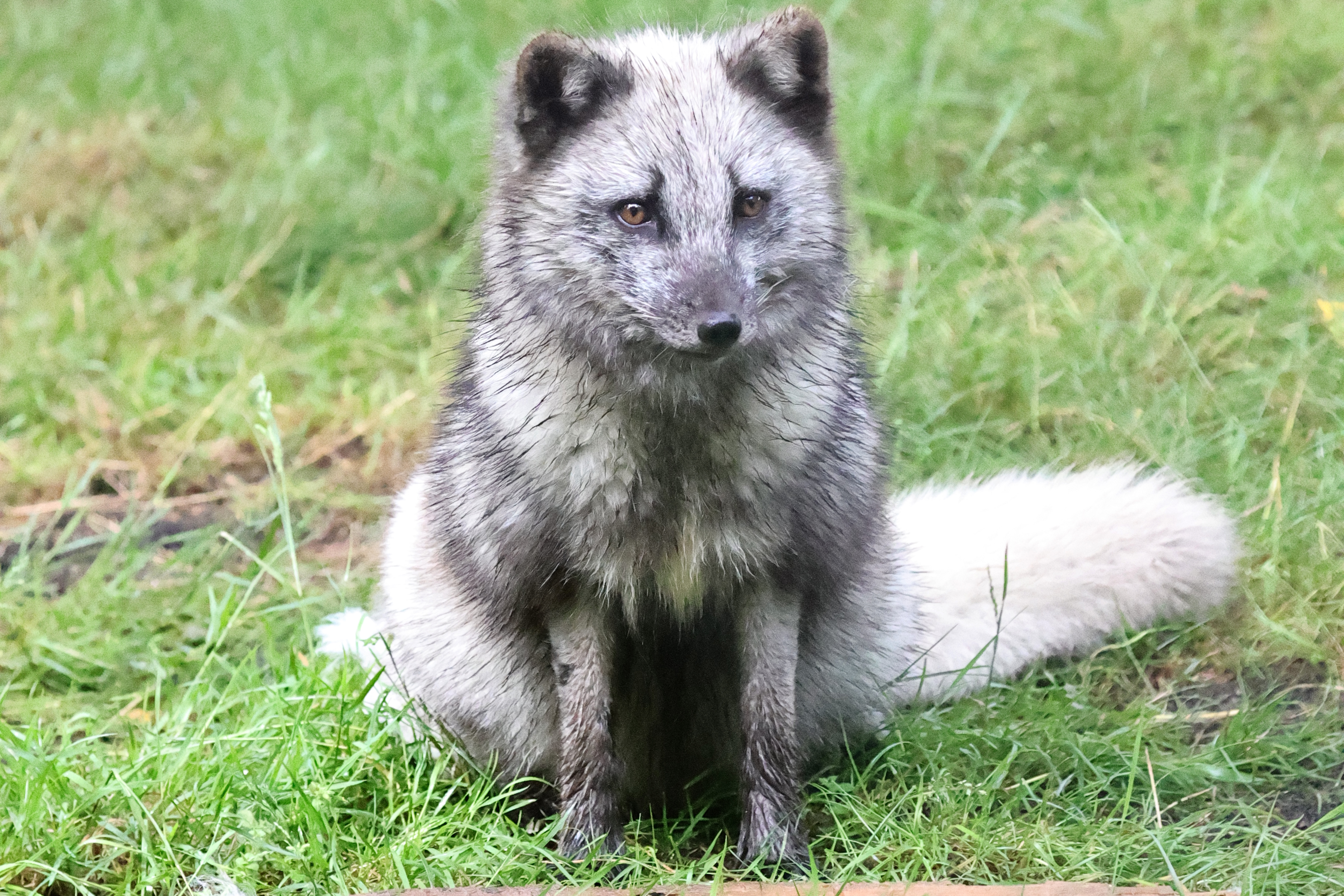 Arctic Fox Experience