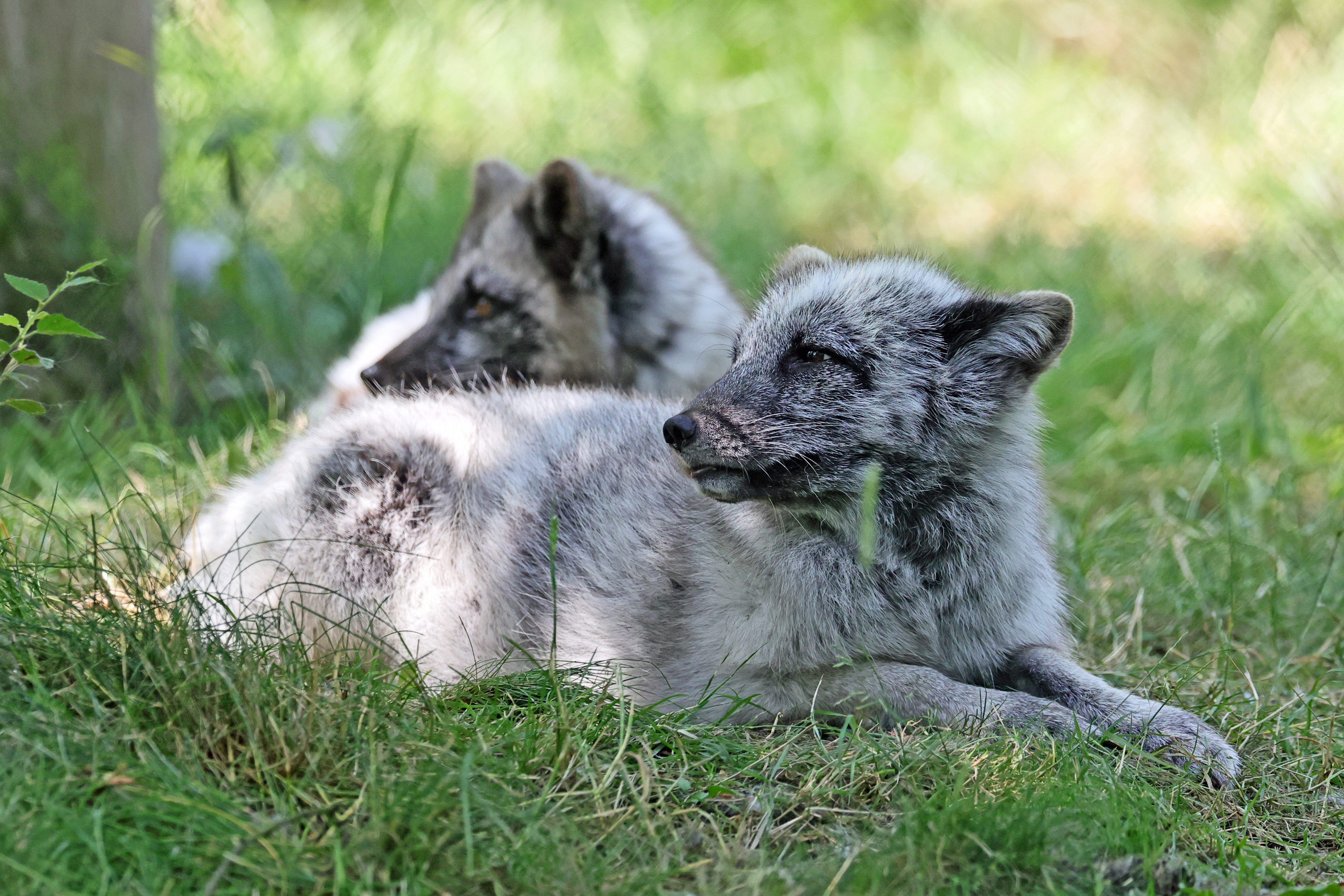Arctic Fox Experience