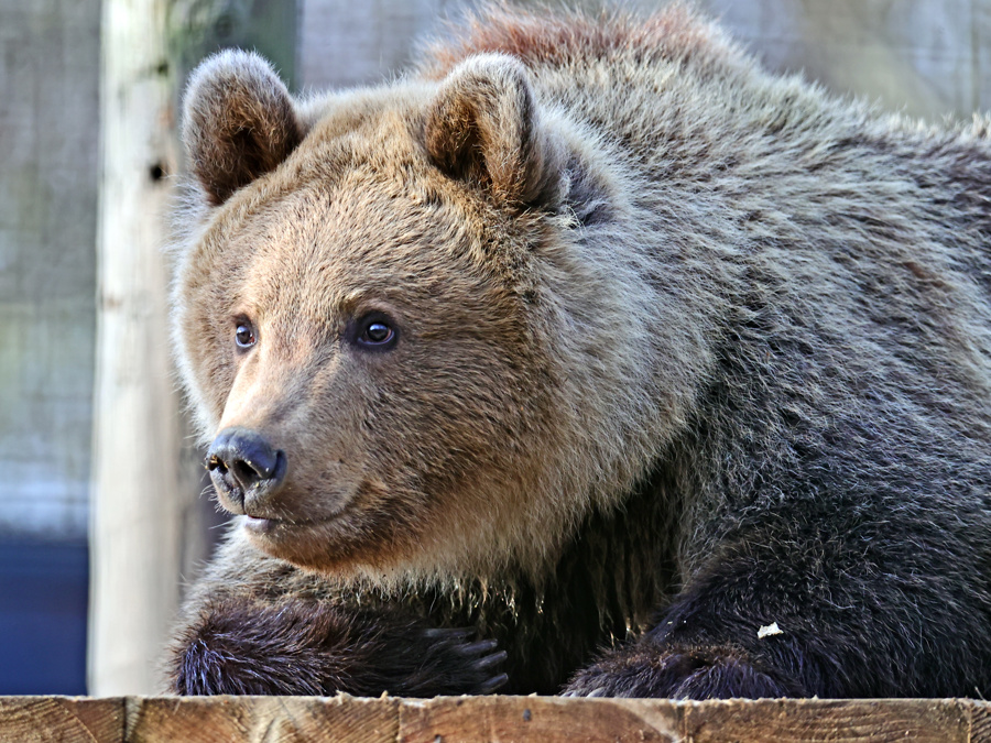 Animals in Kent