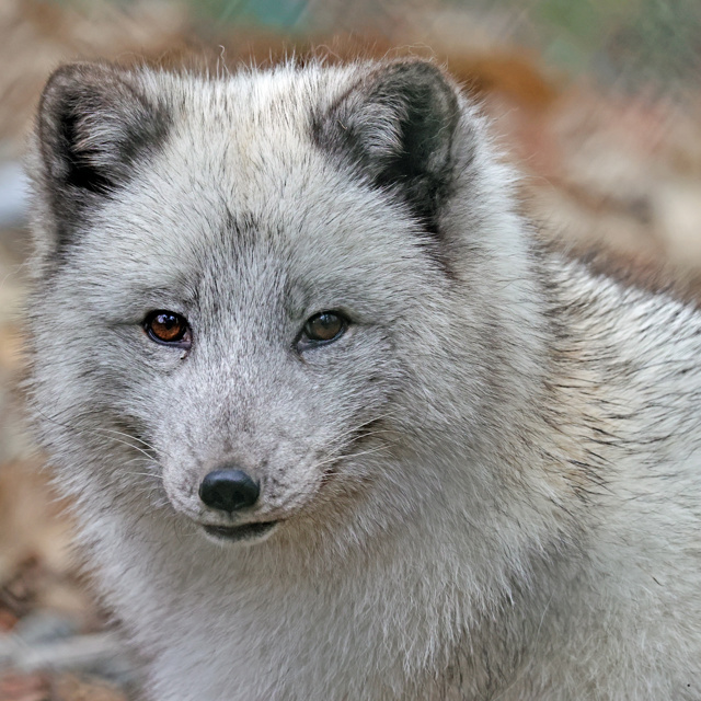 Arctic Fox Experience
