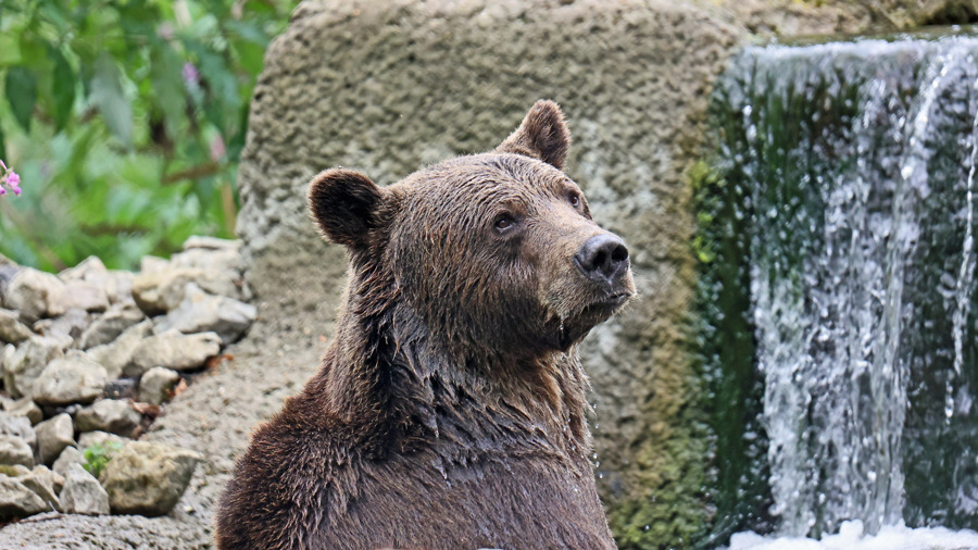 Animal experiences