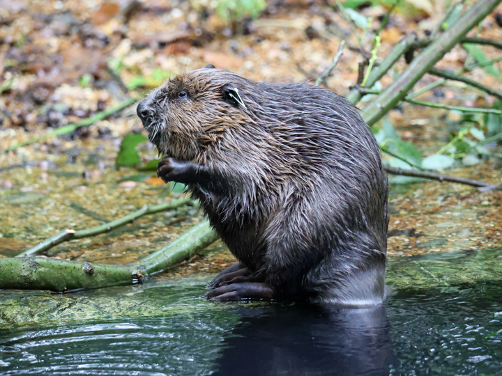 Animals in Kent
