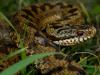 Animals in Kent