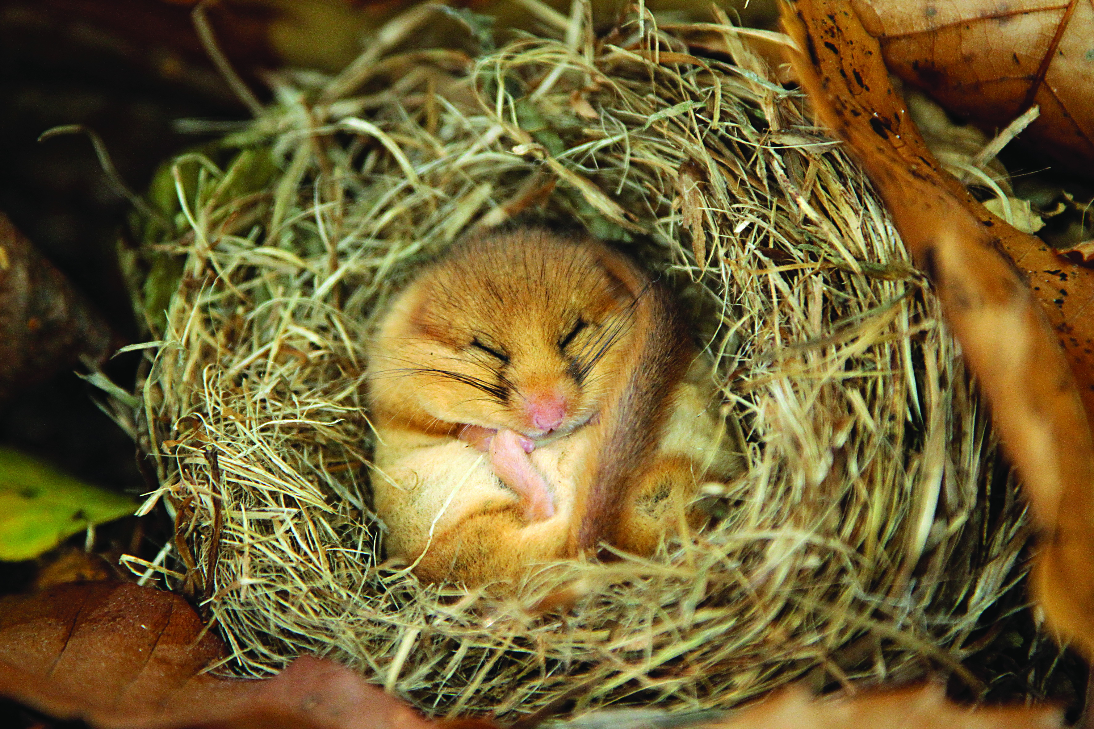 Welcome to the Wildwood Shop