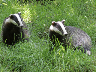Animals in Kent