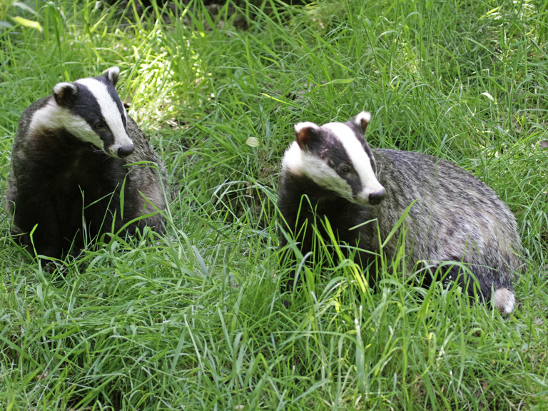Animals in Kent