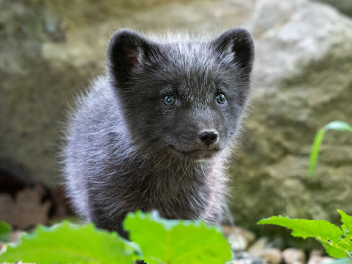 Animals in Kent