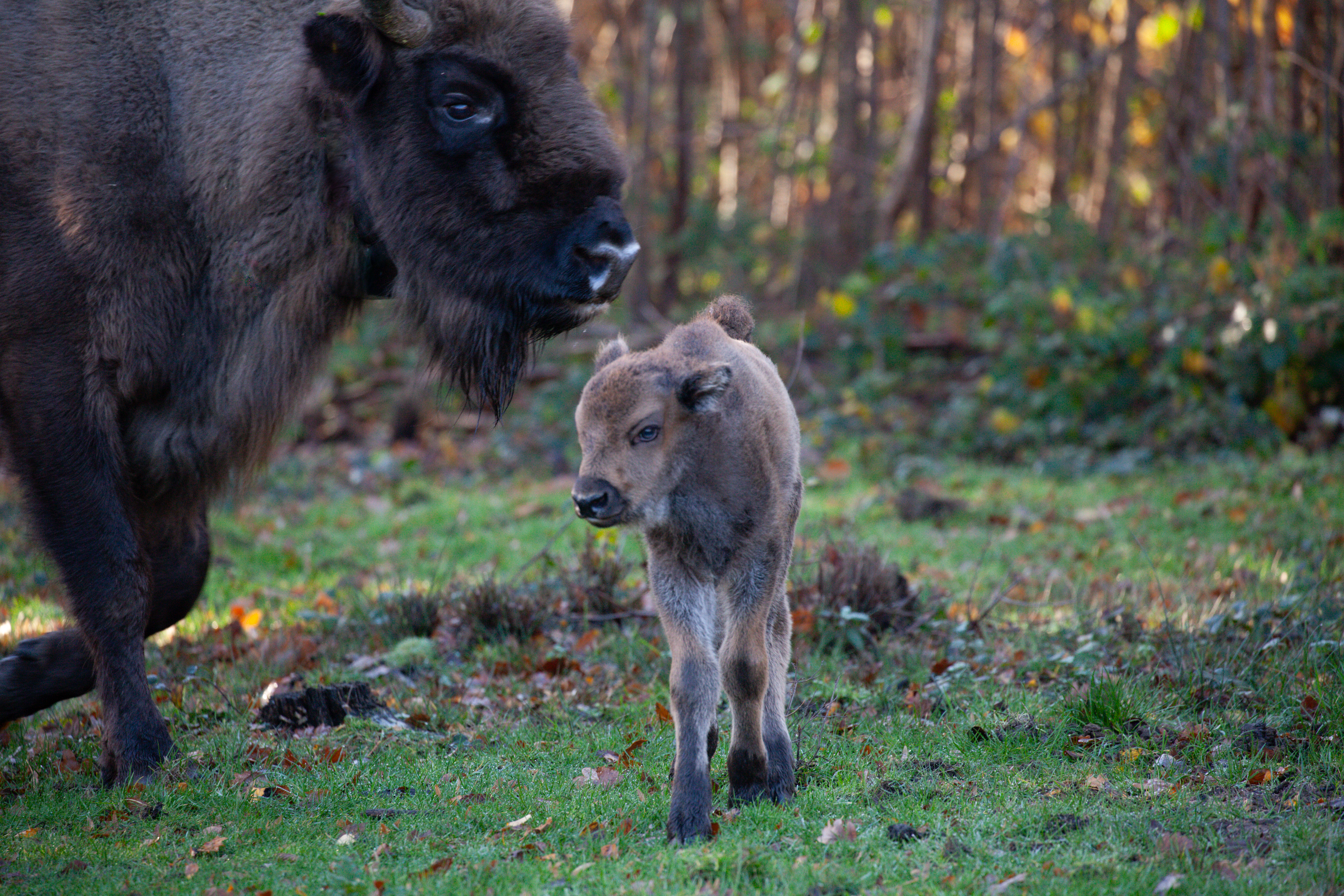 Adopt the Blean Bison