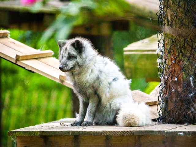 Animals in Devon
