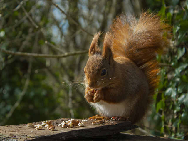 Animals in Devon