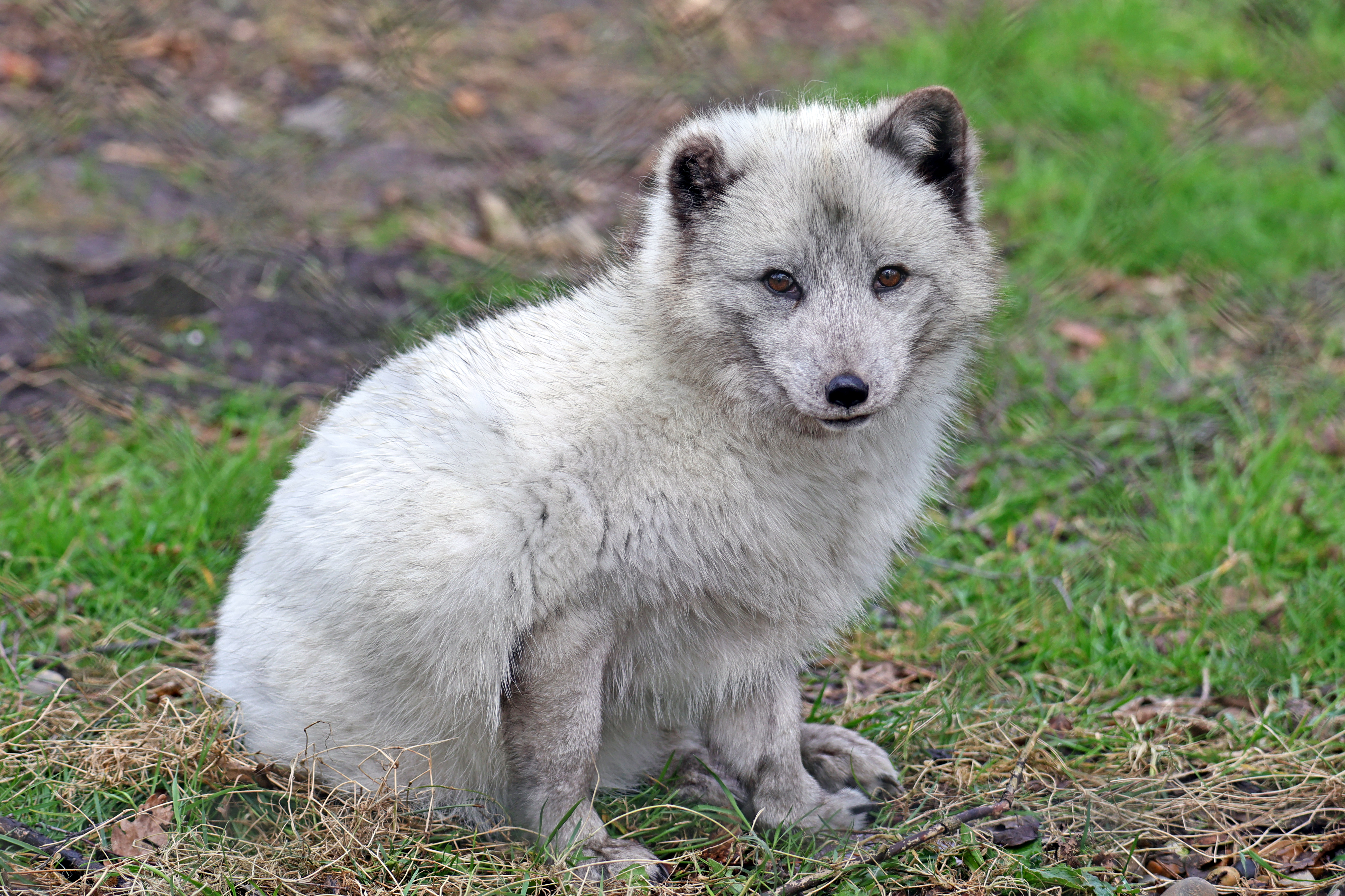Arctic Fox Experience