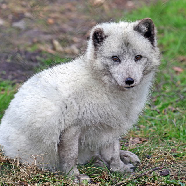 Arctic Fox Experience