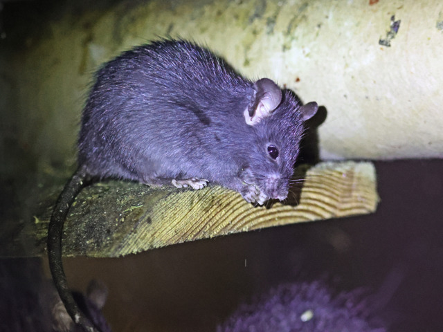 Animals in Kent