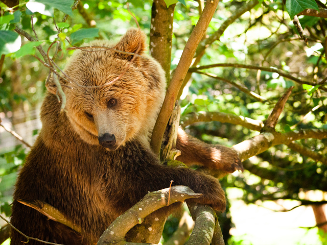 Animals in Devon