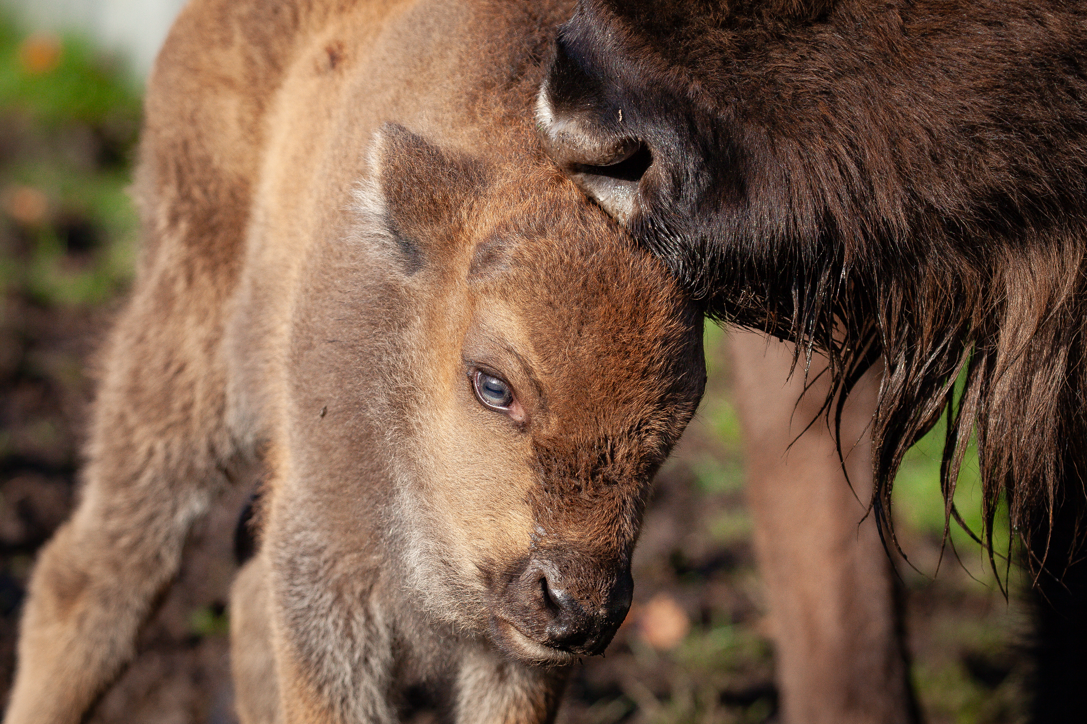 Adopt the Blean Bison